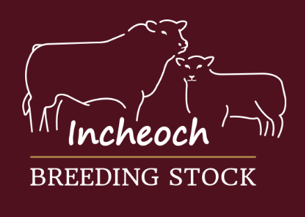 Beef the way it used to be | Native Beef Luing