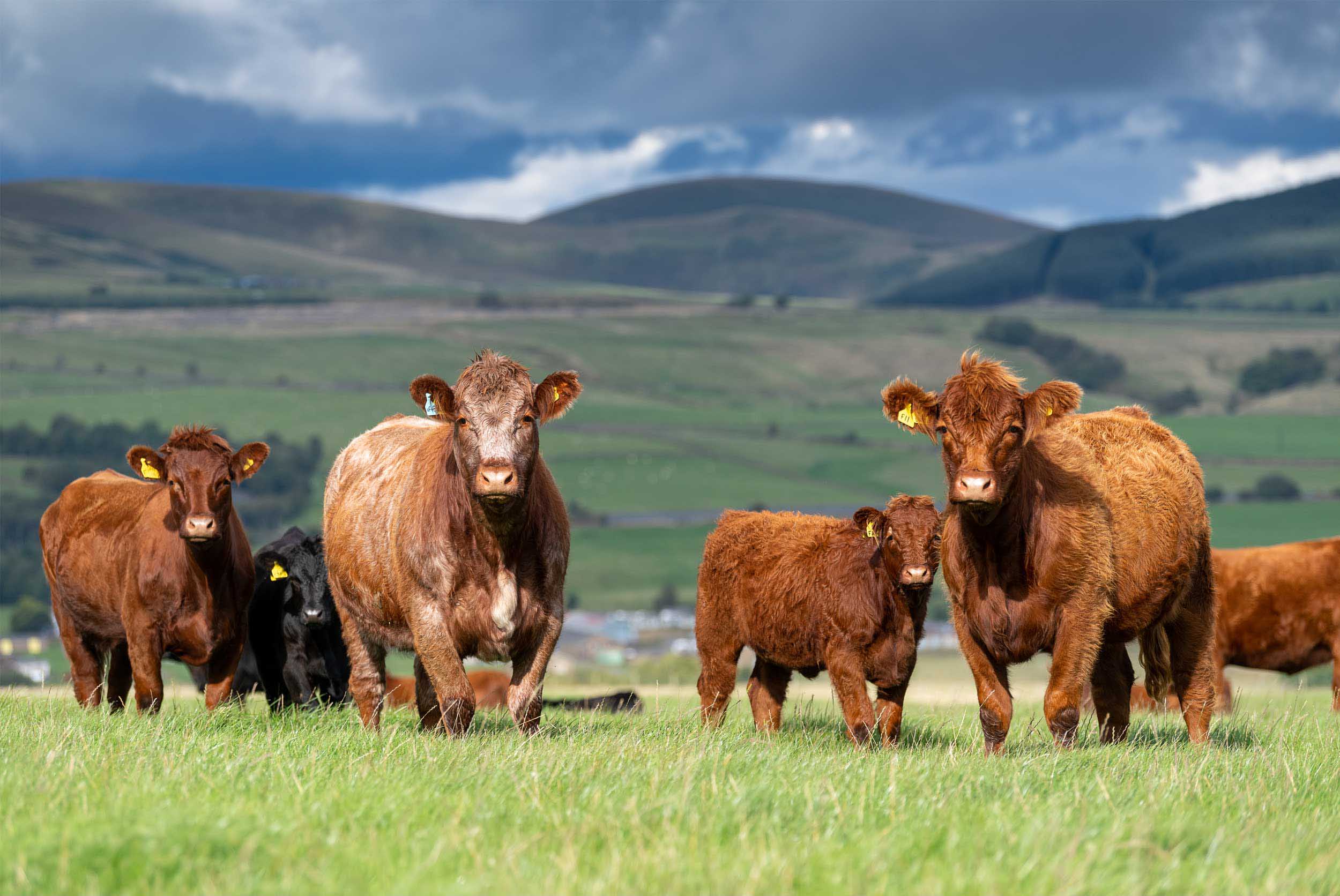 Beef the way it used to be | Native Beef Luing