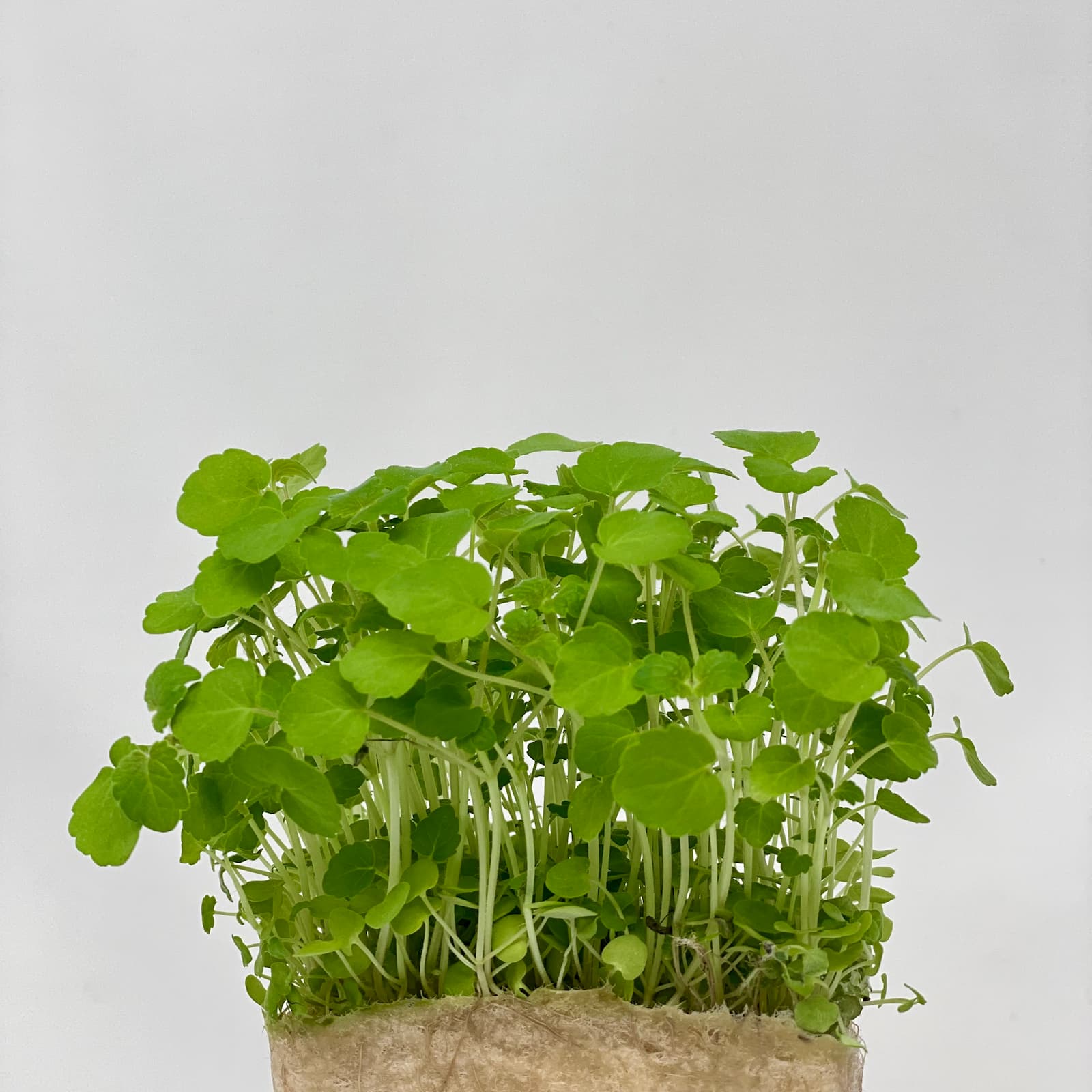 Agastache cress - zaad - Shop - Botann