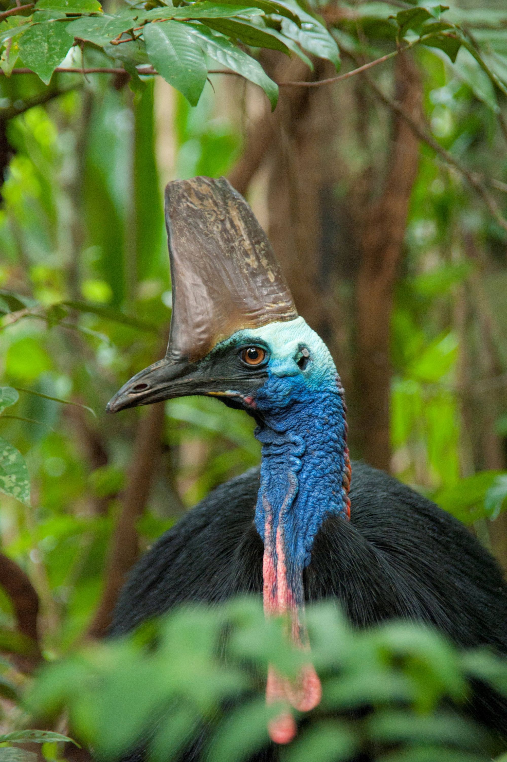 Cassowary Credits: Market-Based Mechanisms for Investment into ...