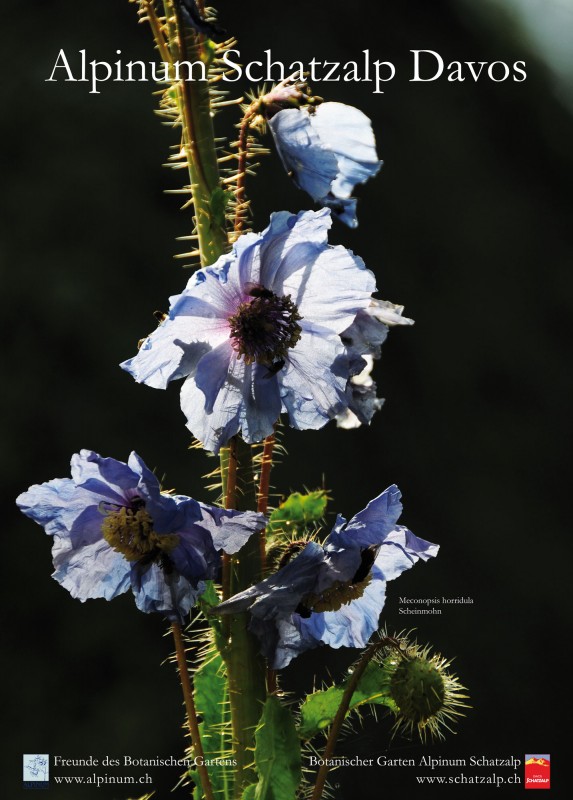 Mythisches Edelweiss auf der Schatzalp - Garten Hotels