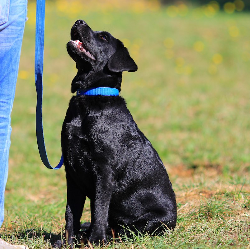 How to Teach a Dog Sitting Tricks