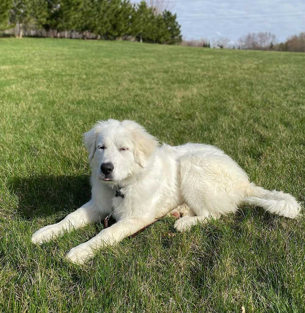 Lakeville Dog Boot Camp | Puppy Boot Camp