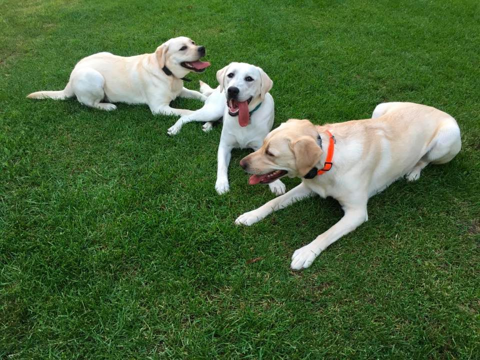 Lakeville Dog Boot Camp | Puppy Boot Camp