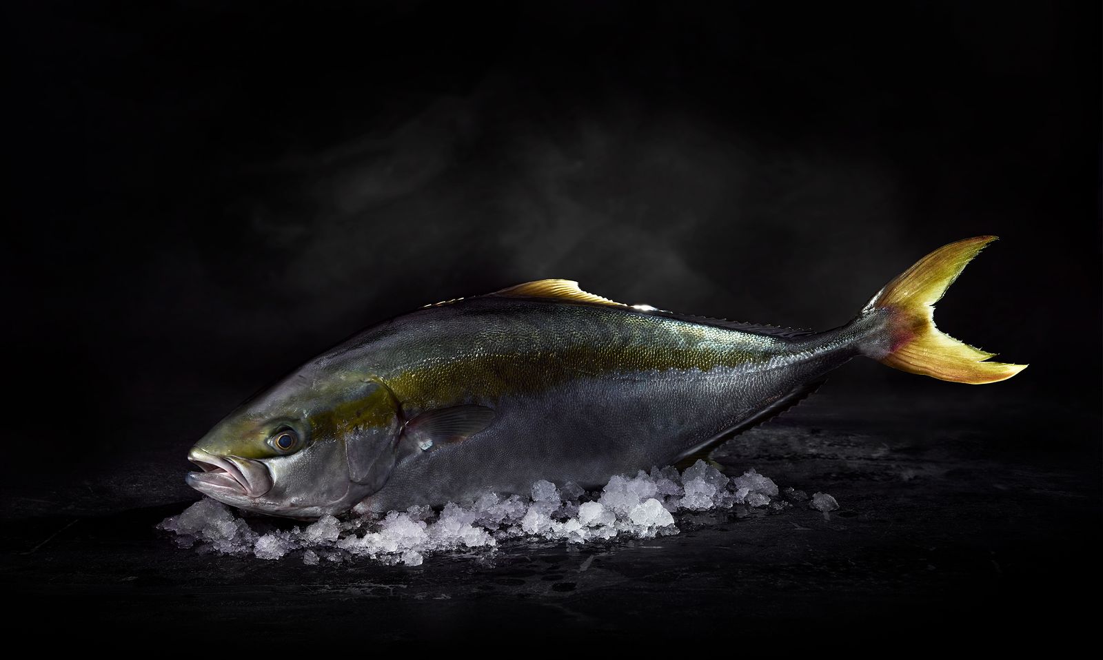 Nordic Kingfish - Sustainable Yellowtail Kingfish
