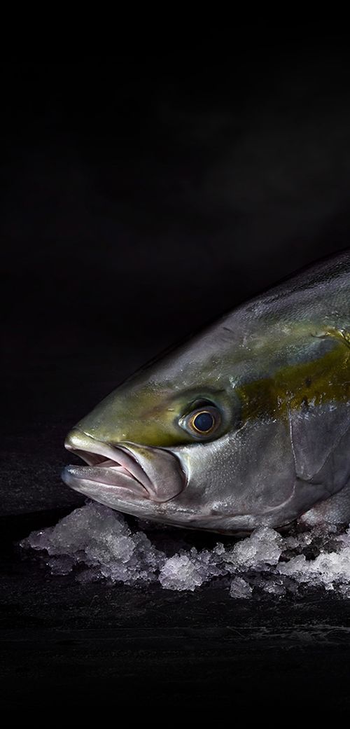 Nordic Kingfish - Sustainable Yellowtail Kingfish