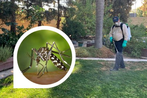 Crazy Ant Pest Control