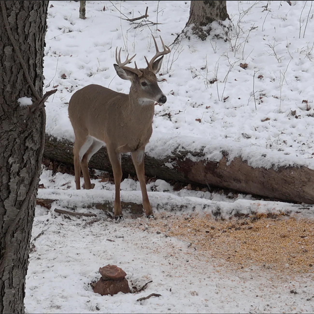 Trophy Rock | Minerals | Jade Seed & Outdoor Supply