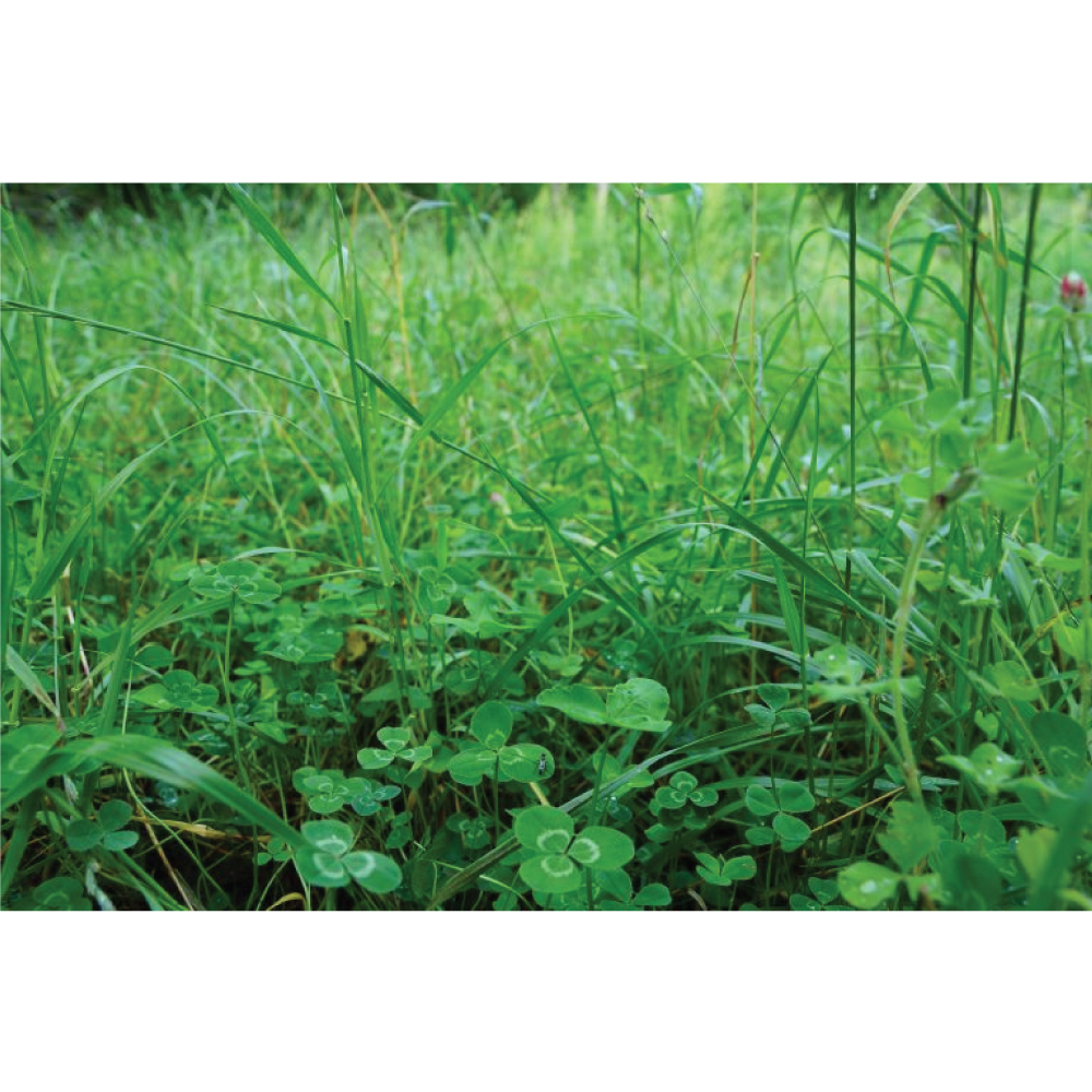 Shade Mix | Food Plot Seed | Jade Seed & Outdoor Supply