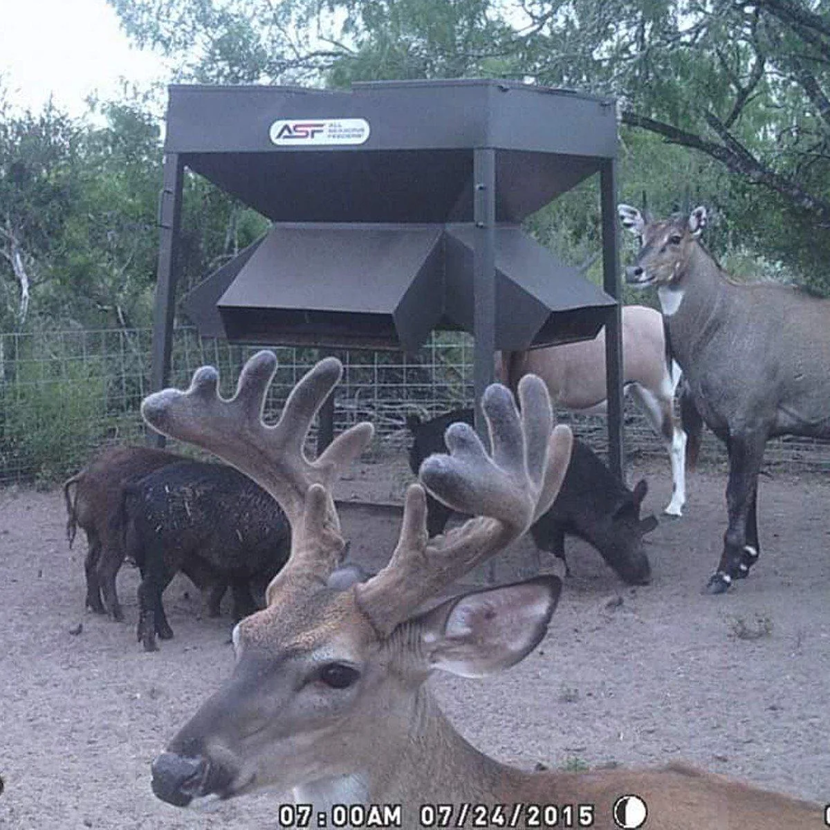 2000lb Low Profile Protein Feeder | Feeders | Jade Seed & Outdoor Supply