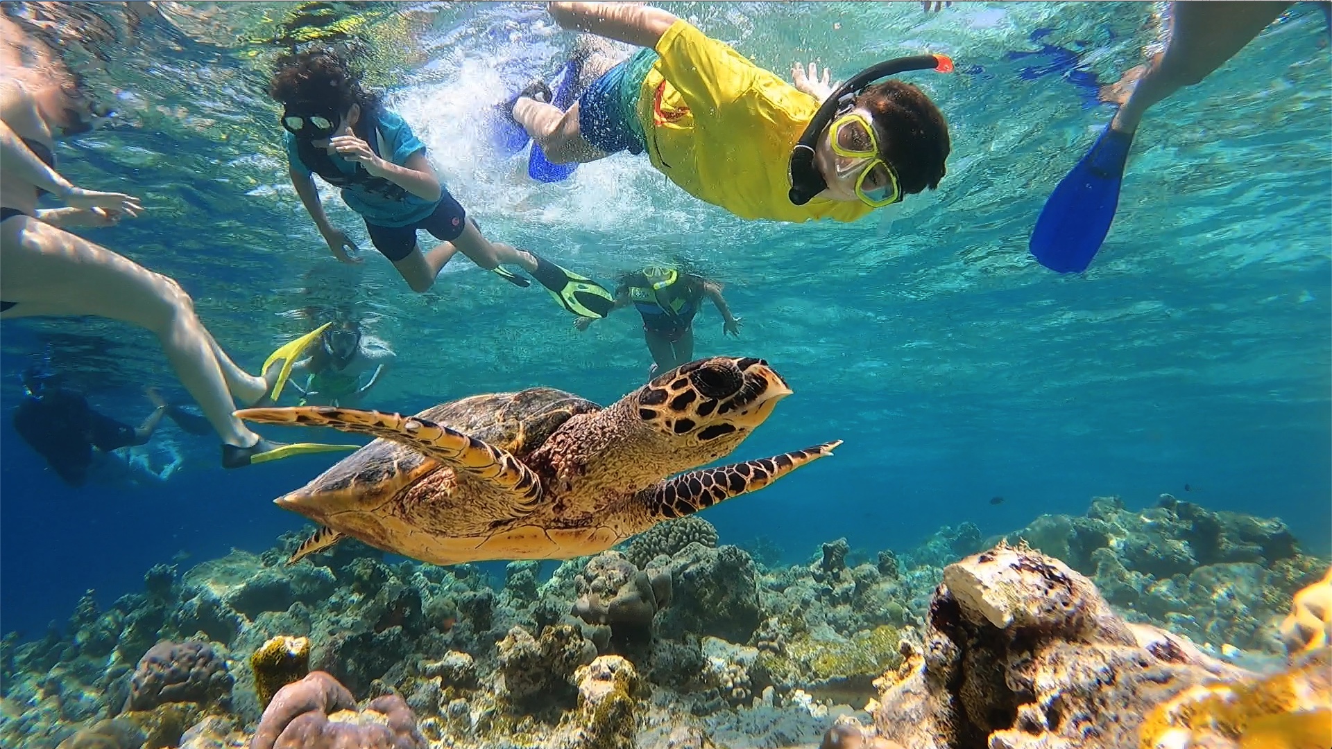 Turtle reef snorkelling & Sandbank visit