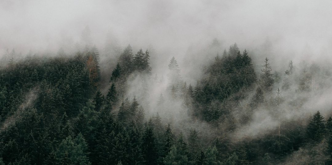 Nosotros | Canopia Carbon