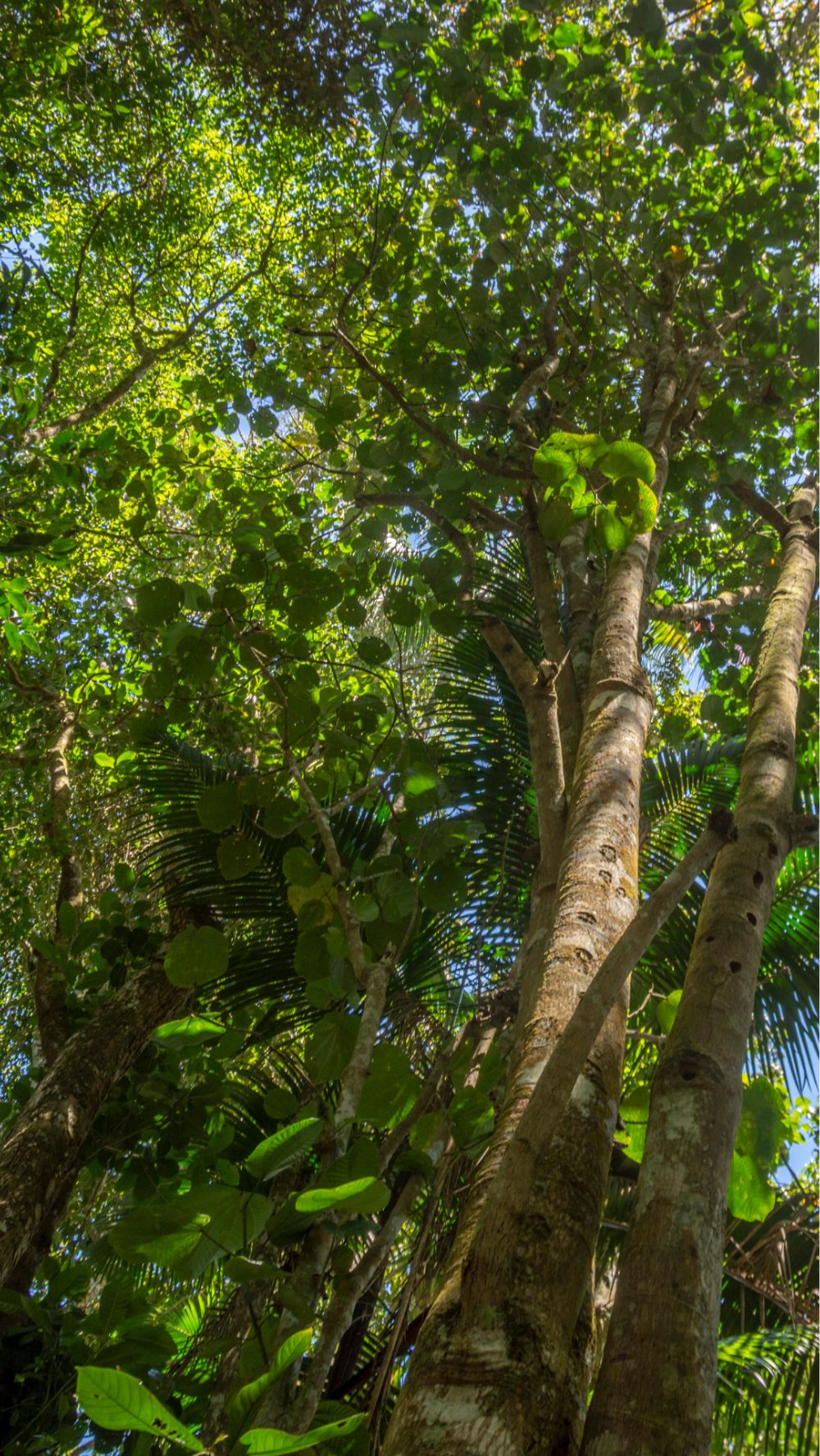 Nuestros Proyectos | Canopia Carbon