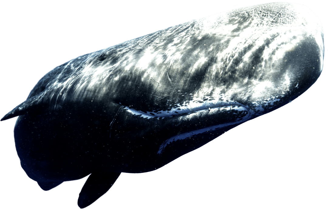 Project CETI •-- Home