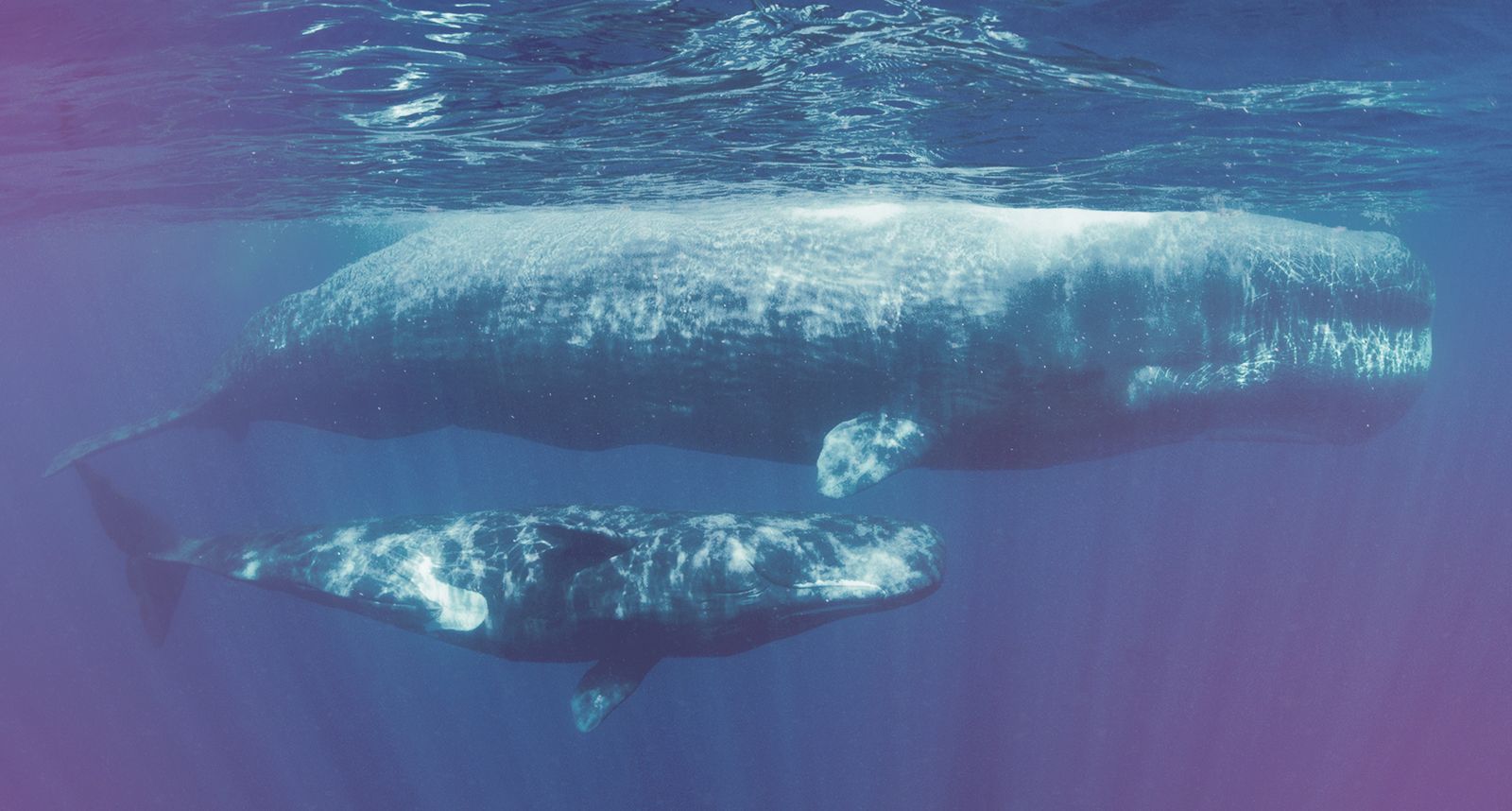 Project CETI •-- About