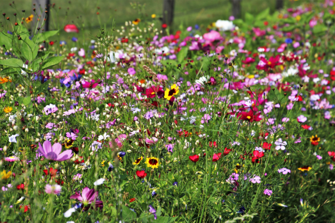 NO MOW MAY: Gardeners urged to let lawns grow wild