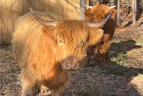 Deep Pond Farm & Stables - East Taunton, Ma