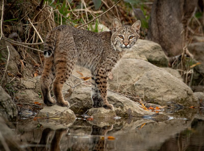 Cats of Texas | Texas Native Cats