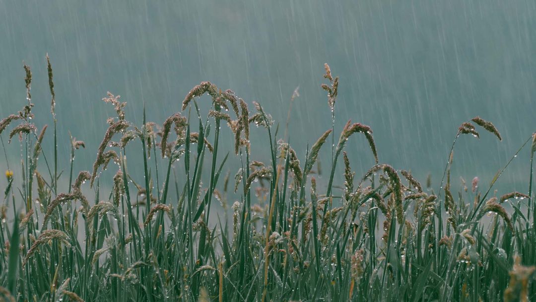 Arbol Insurance Services | Excess Precipitation solutions