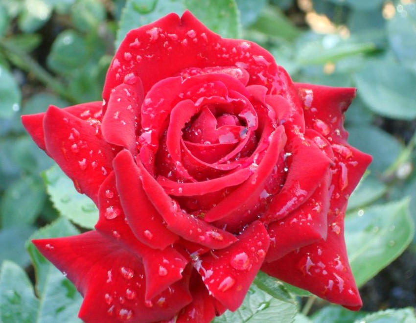 Gartenbau Lindenmann - Unser Angebot im Detail