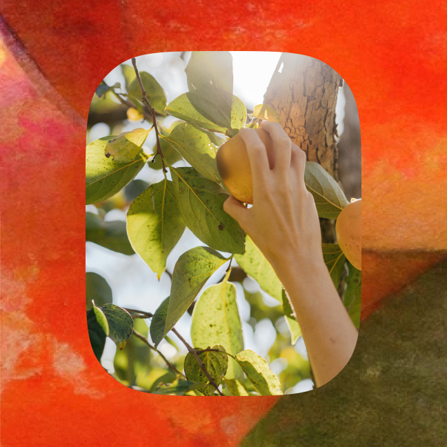 Fruitful – Finances Figured Out for You, Get on Track in 30 Days