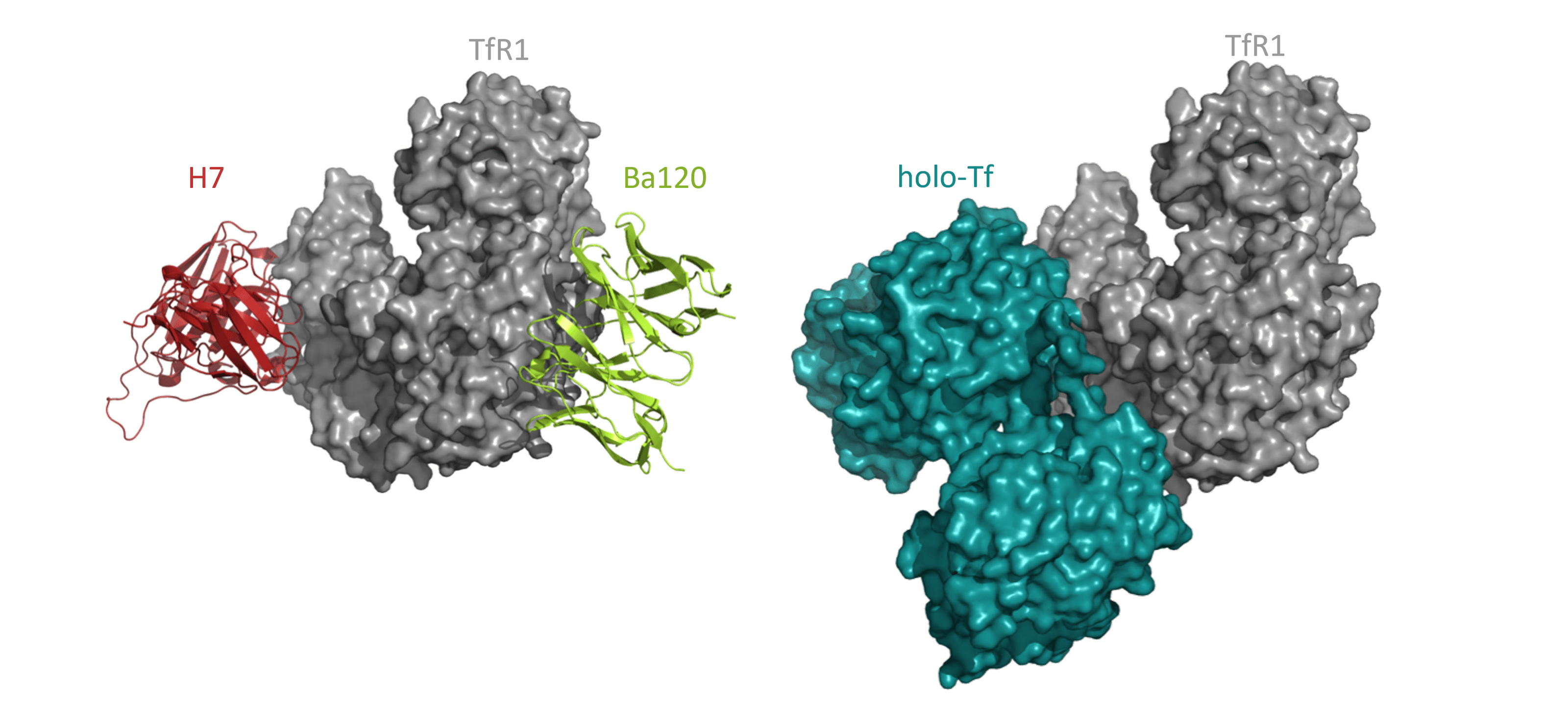 A recycling anti-transferrin receptor-1 monoclonal antibody