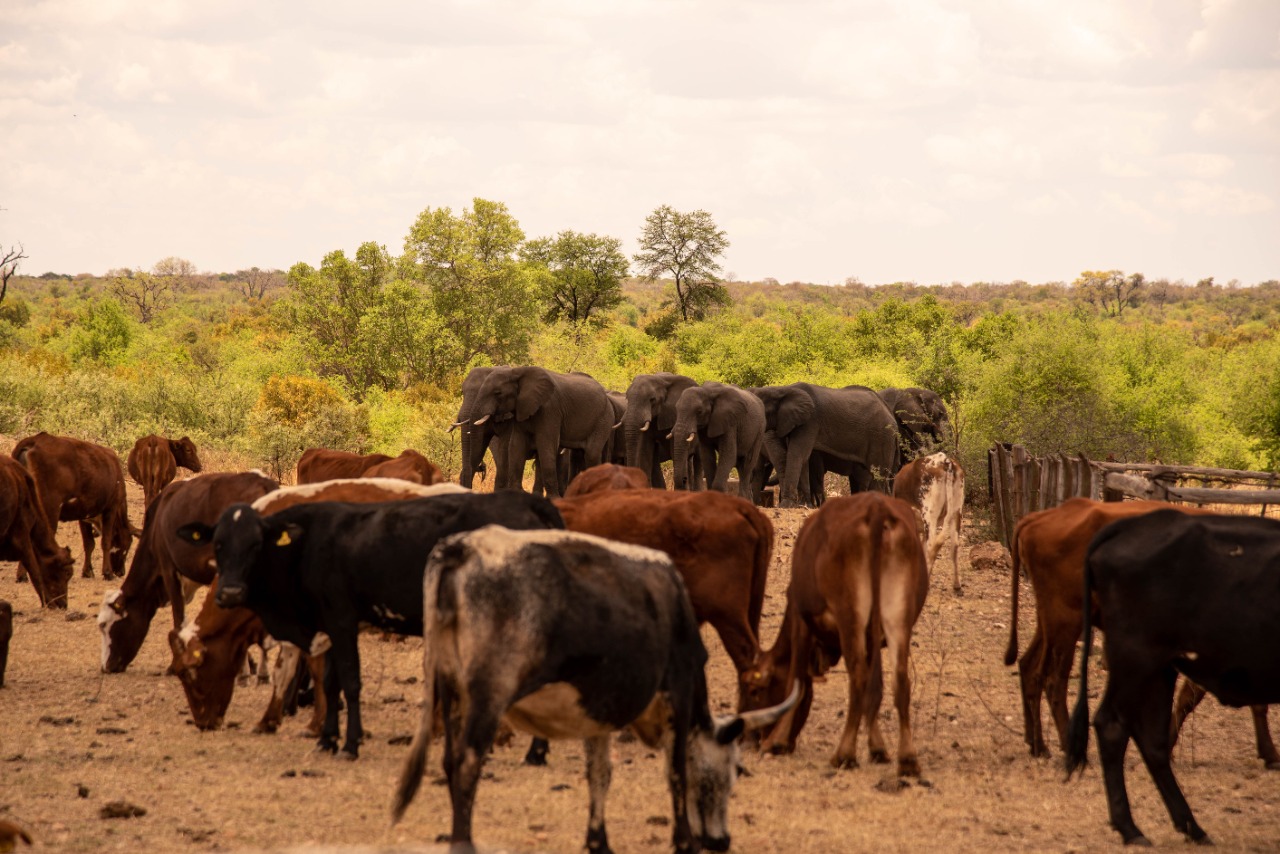 Research | Rewild Capital's Studies & Insights into Carbon ...