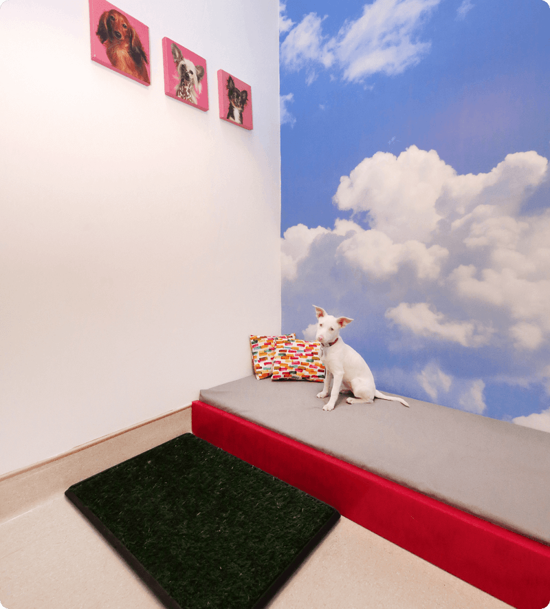 View Our Dog Care Rates & Prices - atFrits