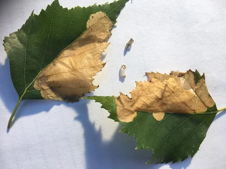 Understanding Leaf Miners: Identification, Treatment, and Prevention ...