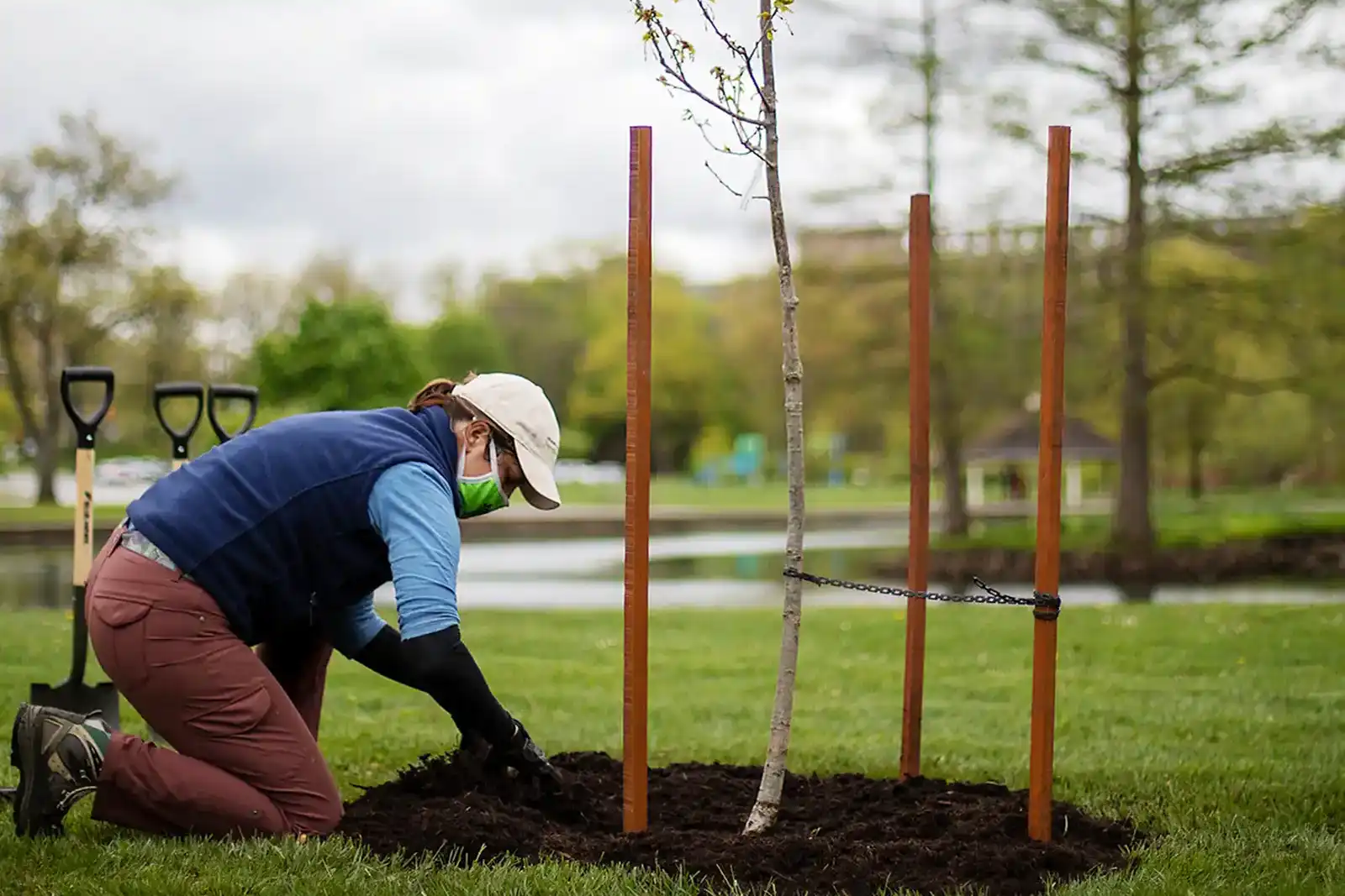 Tree Planting | Tree Surgeon Glasgow | Campbell Tree Services