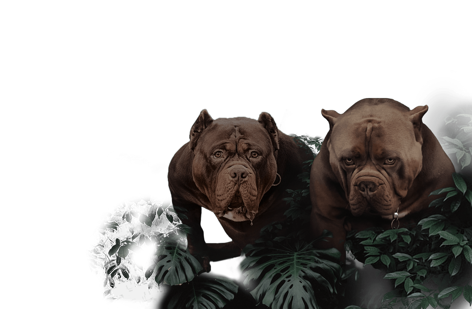 Big Baller Kennels - World Famous American Bully Kennel - Home of the ...