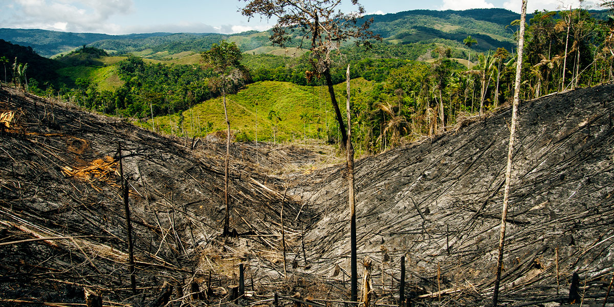 Les marques irresponsables continuent de déforester malgré leurs promesses