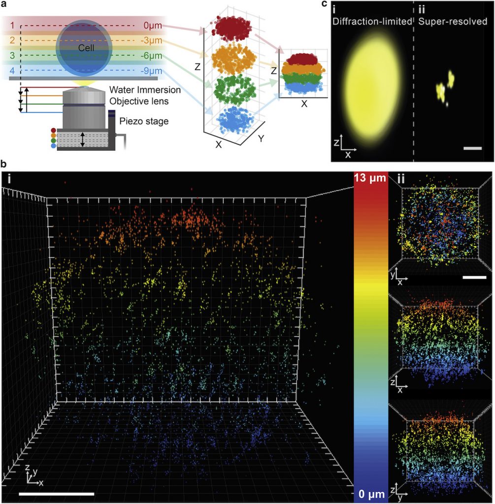 Imaging Eukaryotic Cells with the Double Helix Point Spread Function