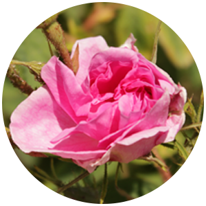 Apa Itu Notes Rose Bulgaria? Ciri & Wangi di Dunia Parfum – Parfumnesia