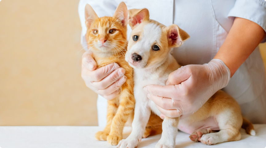 The Vital Role of Regular Wellness Examinations for Your Pet