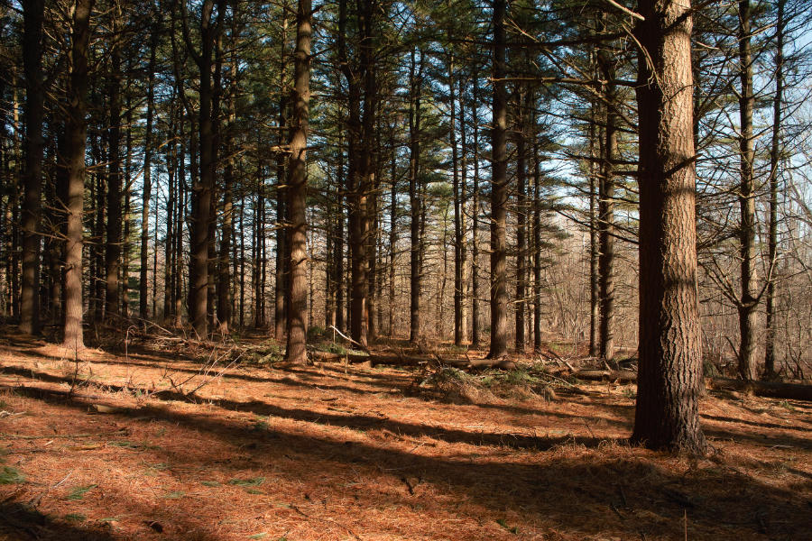 Standing Timber Inventory Management :: Timbersoft