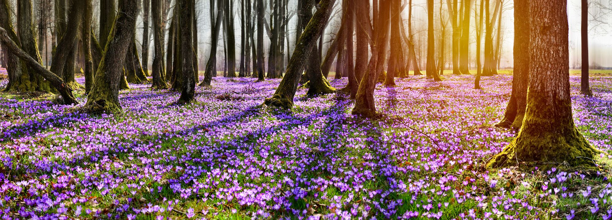 The Crocus Foundation