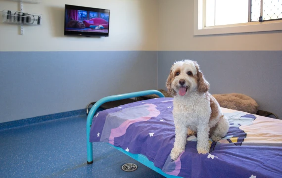 Dog Boarding & Doggy Day Care