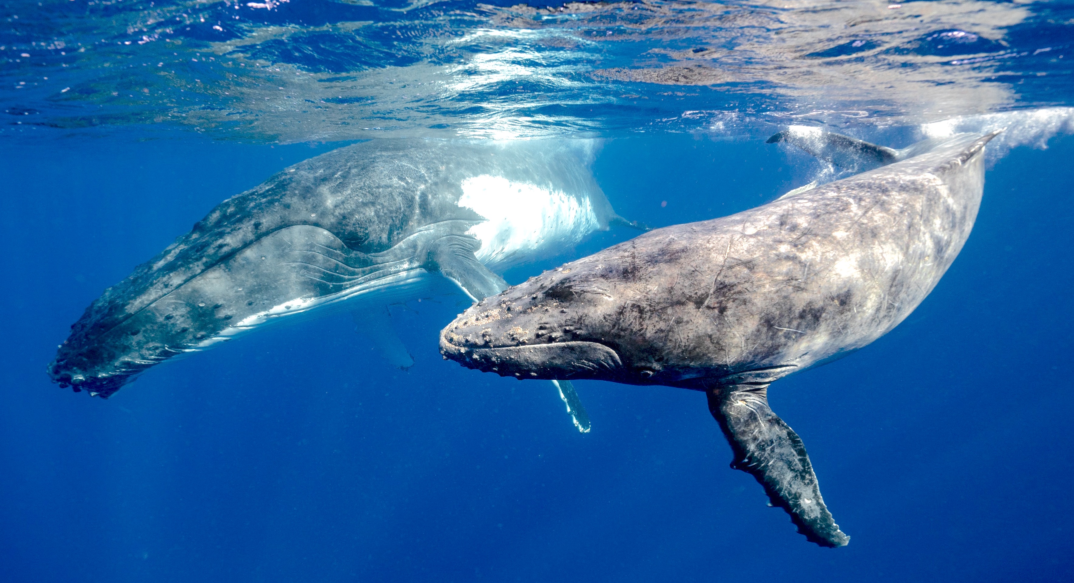 Deep Sea Dairy: Products