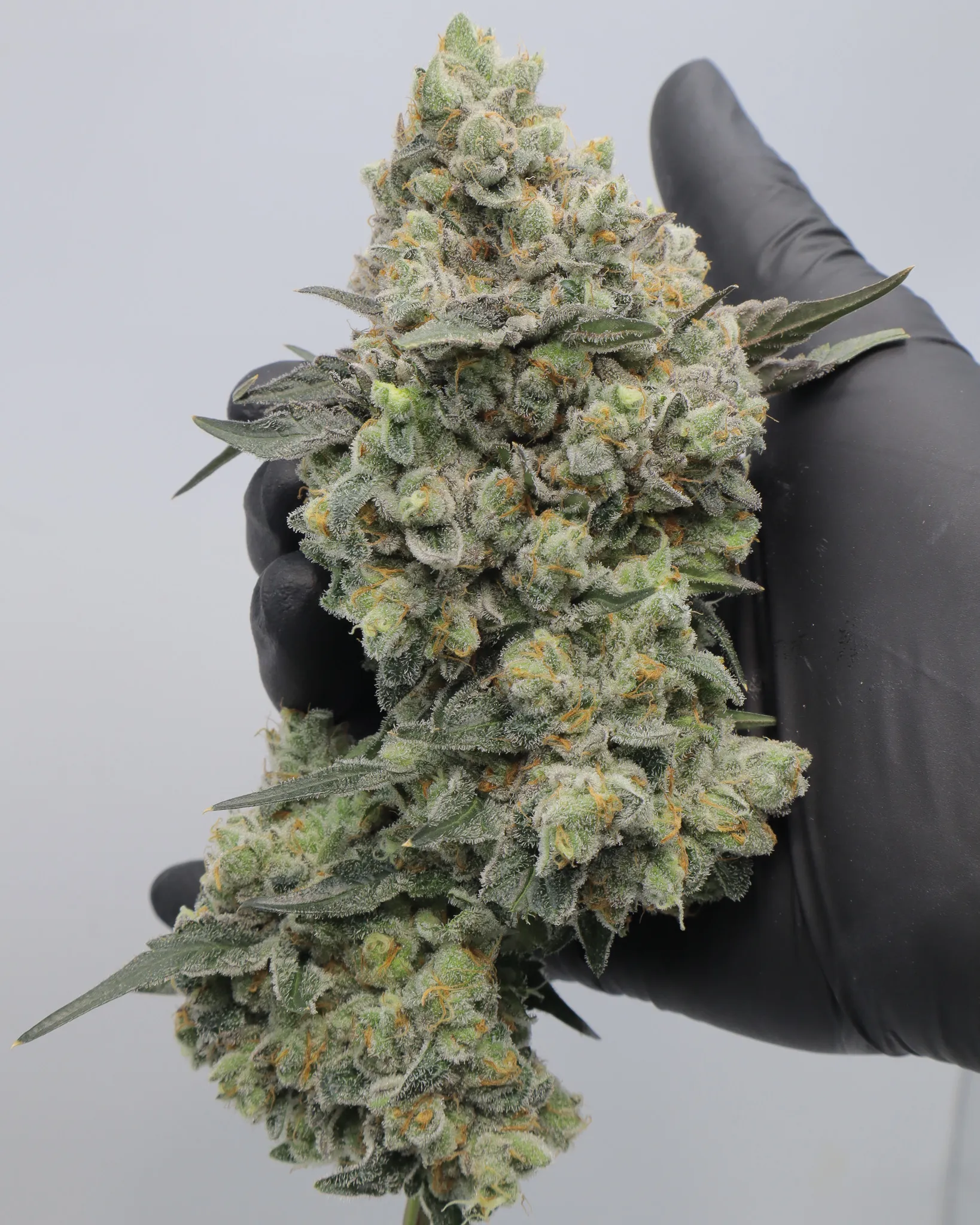 Space Dust | Mother Labs Genetics