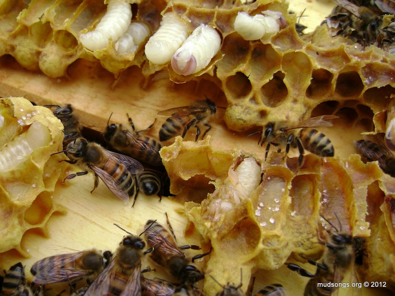 Varroa Mite treatment: an overview of treatment methods - ApiSave