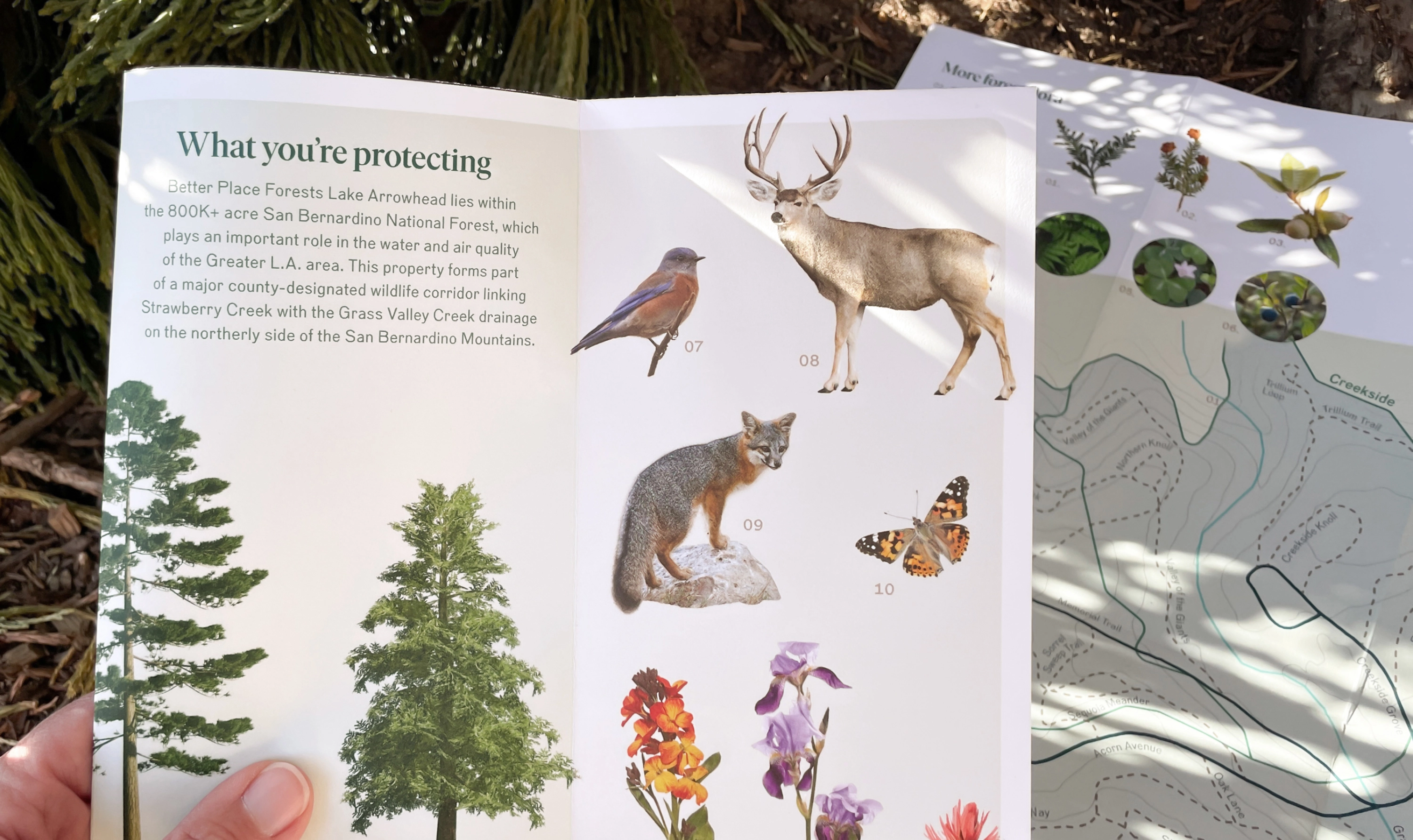 better-place-forests