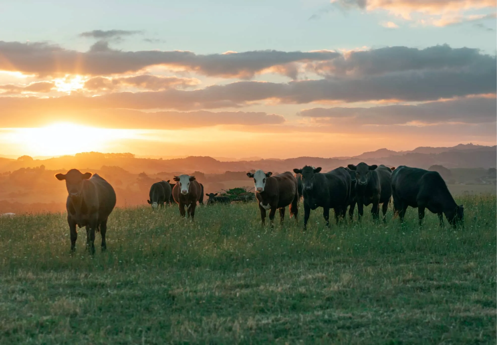 AgriZero NZ
