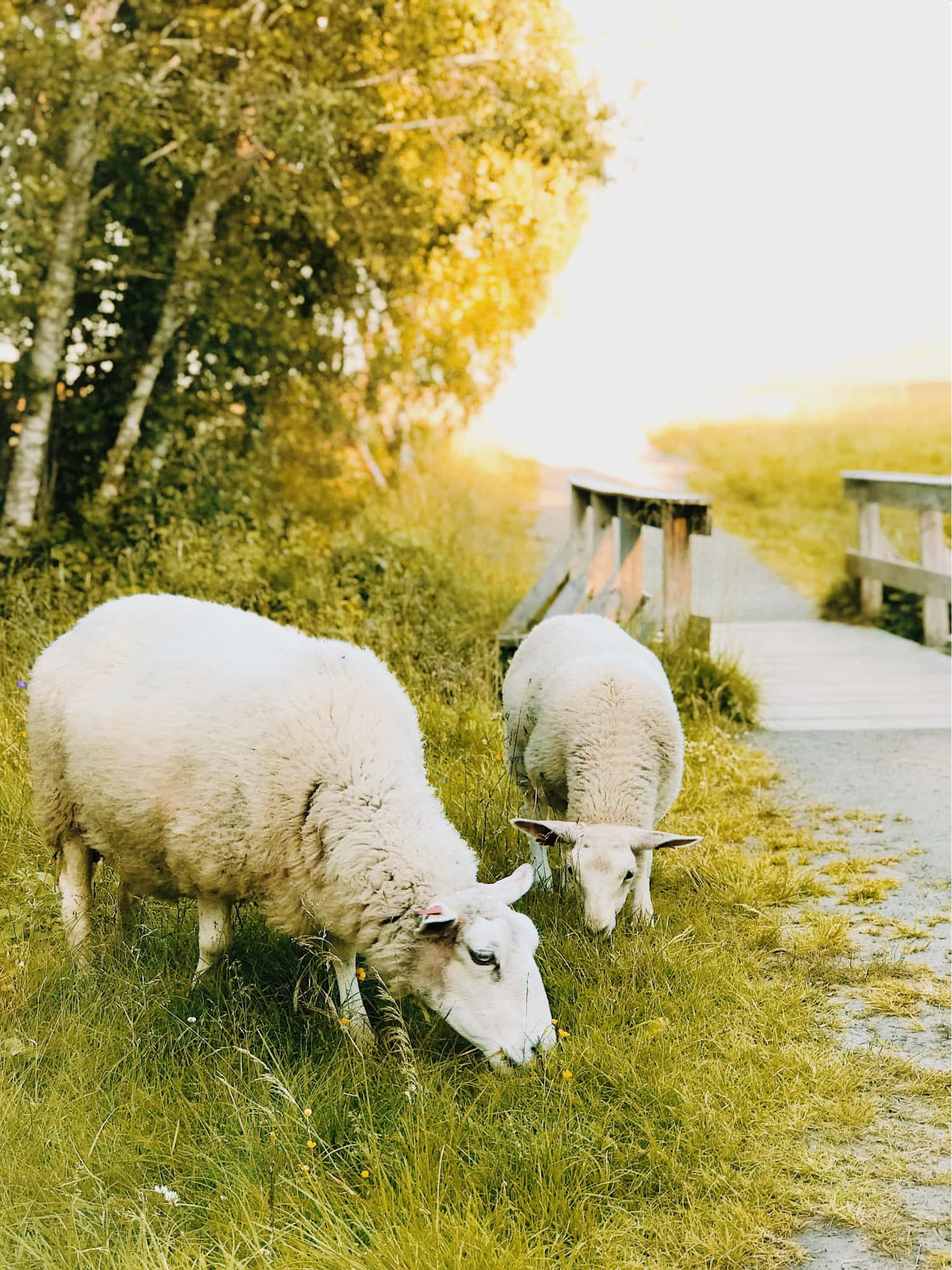 AgriZero NZ