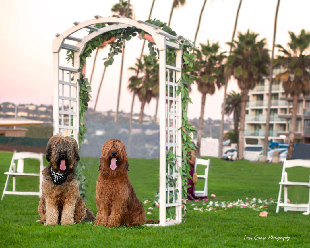 Dana Greene Photography