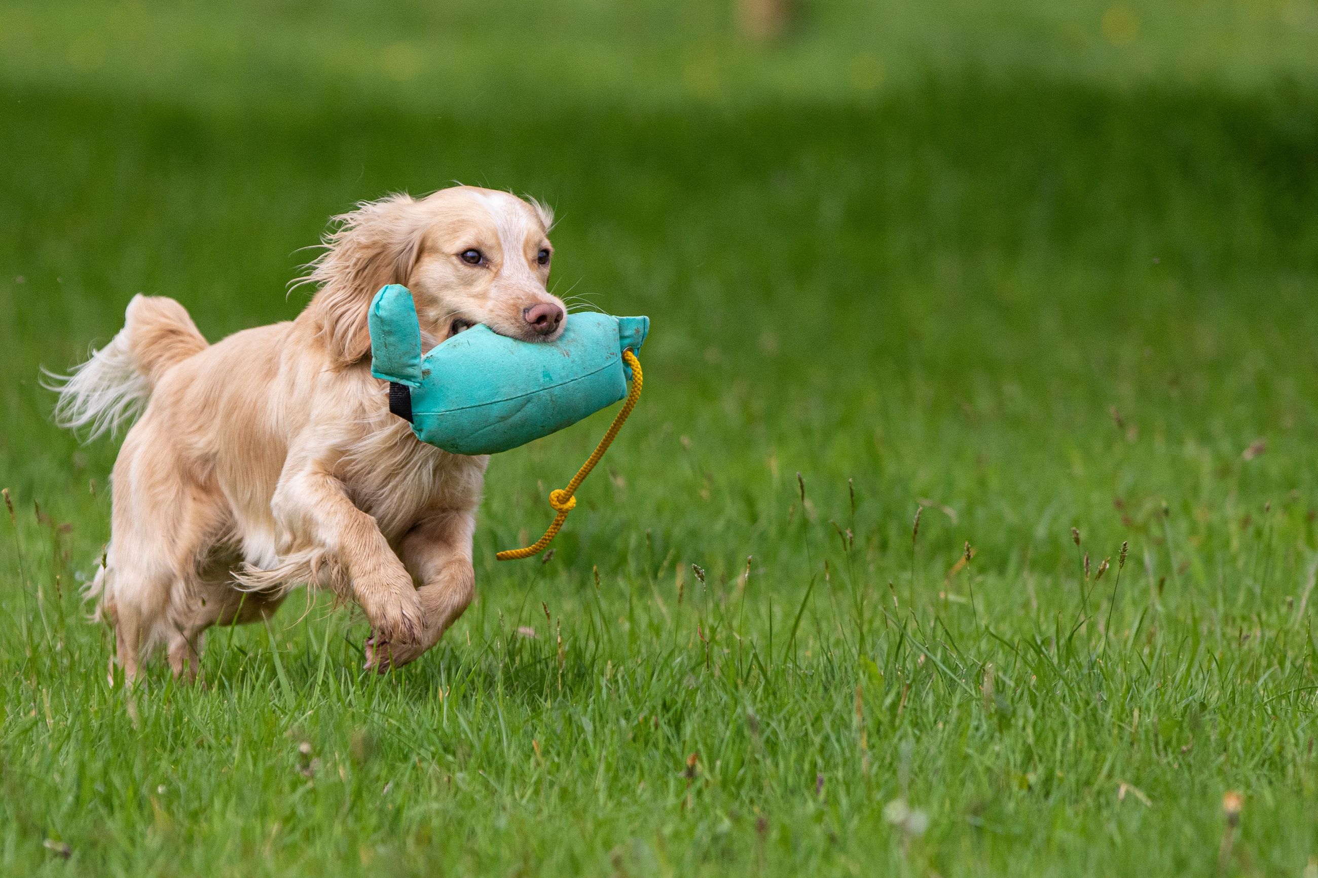 Heavenly Views Dog Park | Peaceful Dog Park in South Somerset near Taunton