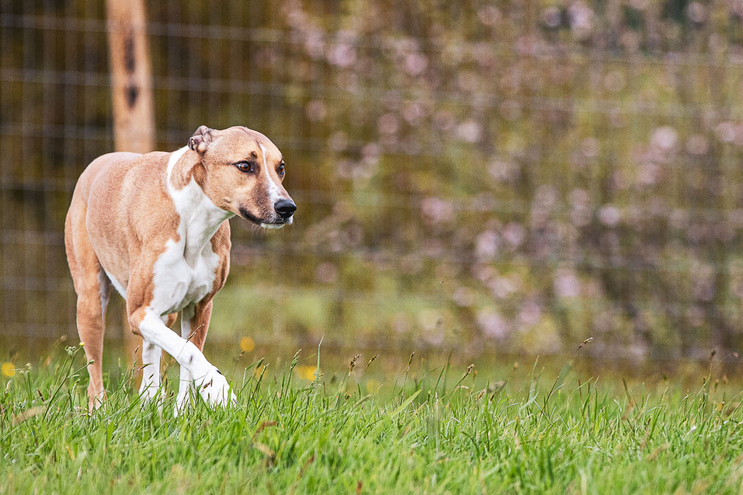 Heavenly Views Dog Park | Peaceful Dog Park in South Somerset near Taunton