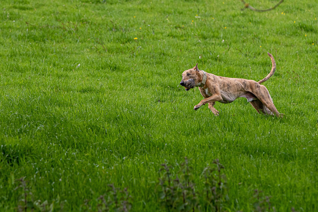 Gallery | Enclosed Dog Park for hire near Taunton, Chard and Ilminster