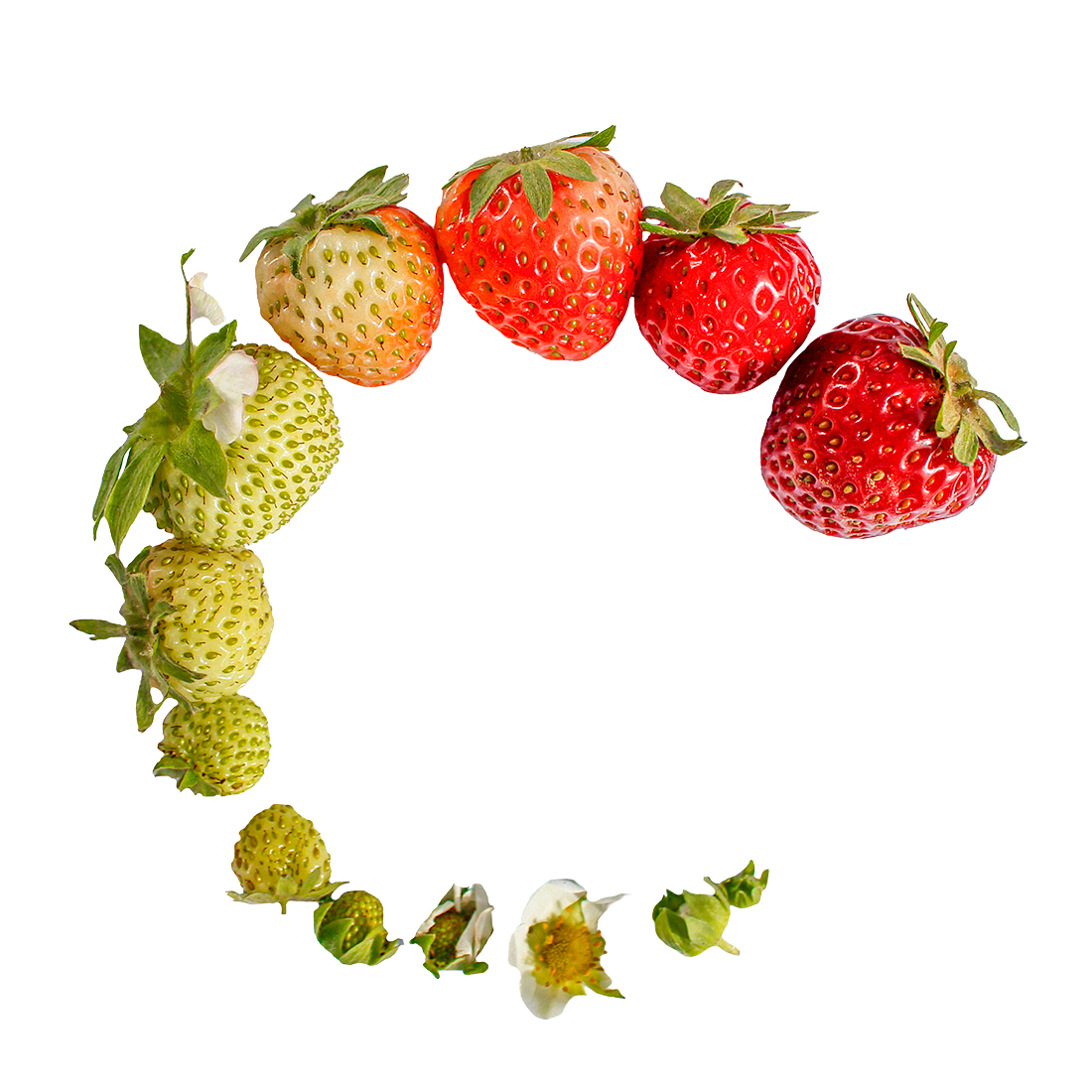 Who We Are | Berryworld