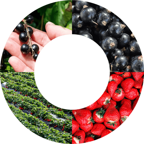 What We Do | Berryworld